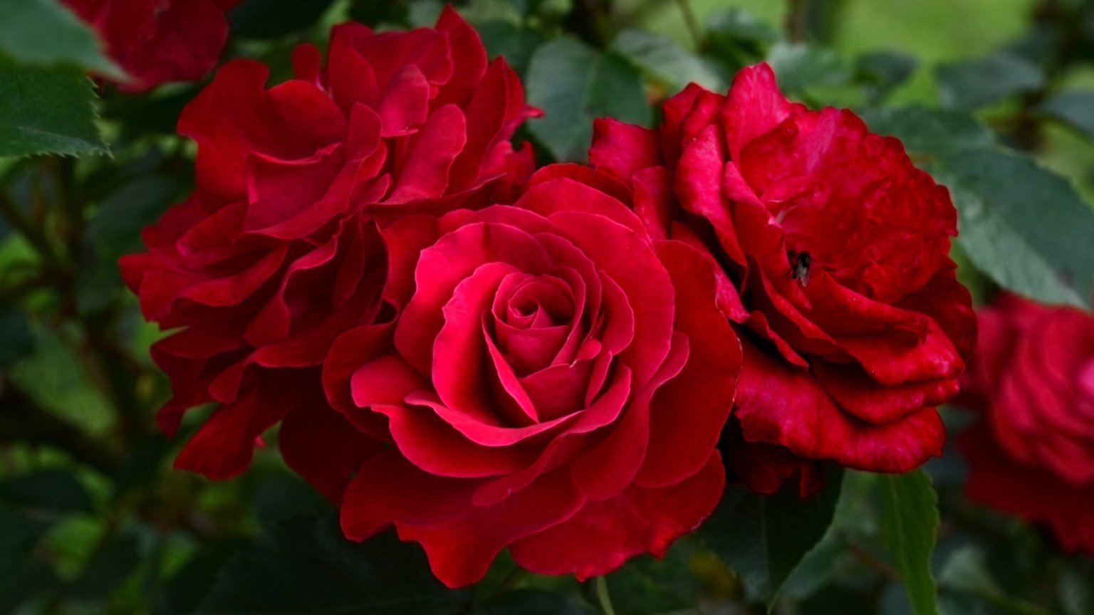 15 Recommended Floribunda Rose Varieties for the Home Garden