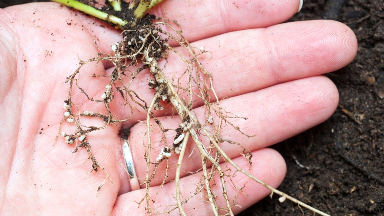 How to Plant, Grow, and Care for Texas Bluebonnets