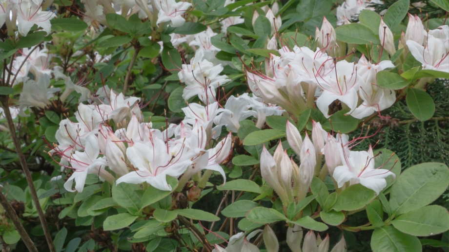 19 Best Shrubs to Plant in September