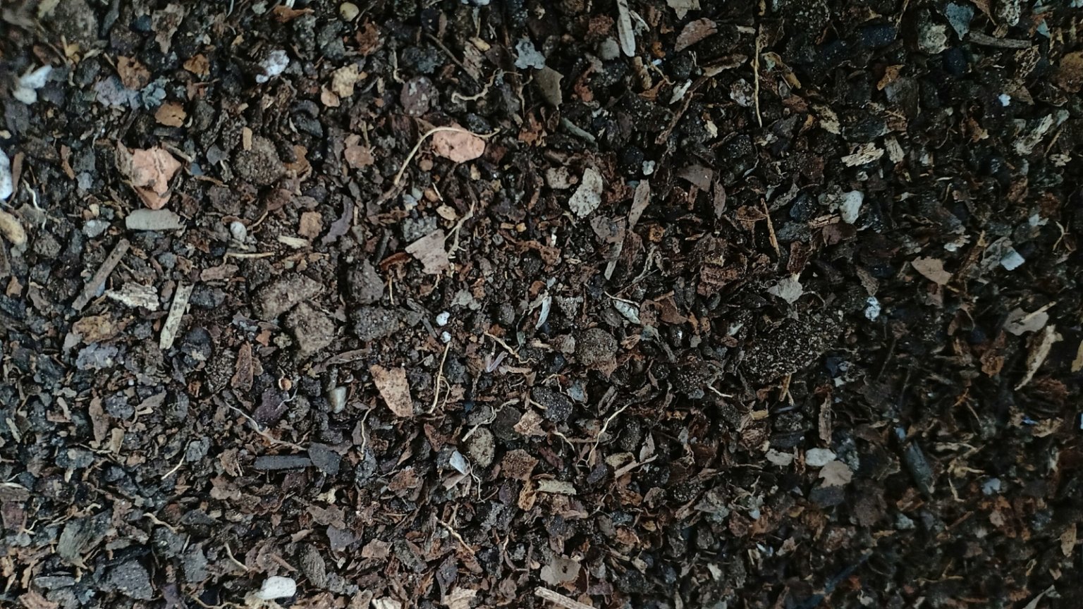 How to Plant, Grow, and Care for 'Pink Lemonade' Blueberries