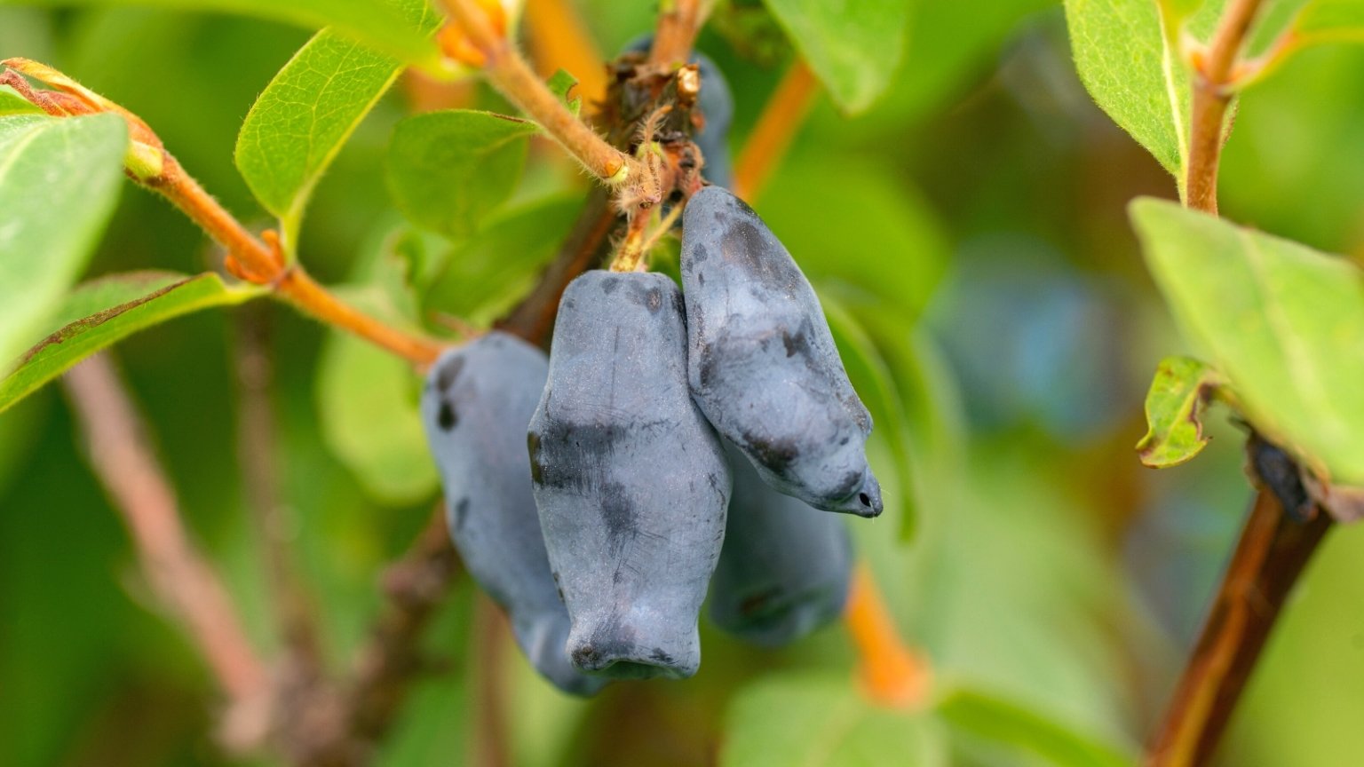 How to Plant, Grow, and Care for Honeyberry Shrubs