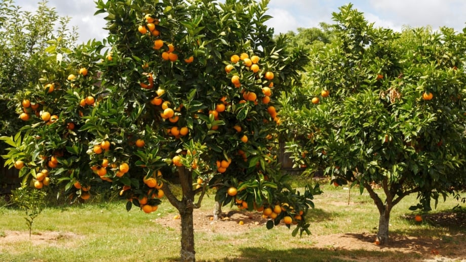 15 Trees to Plant This Arbor Day