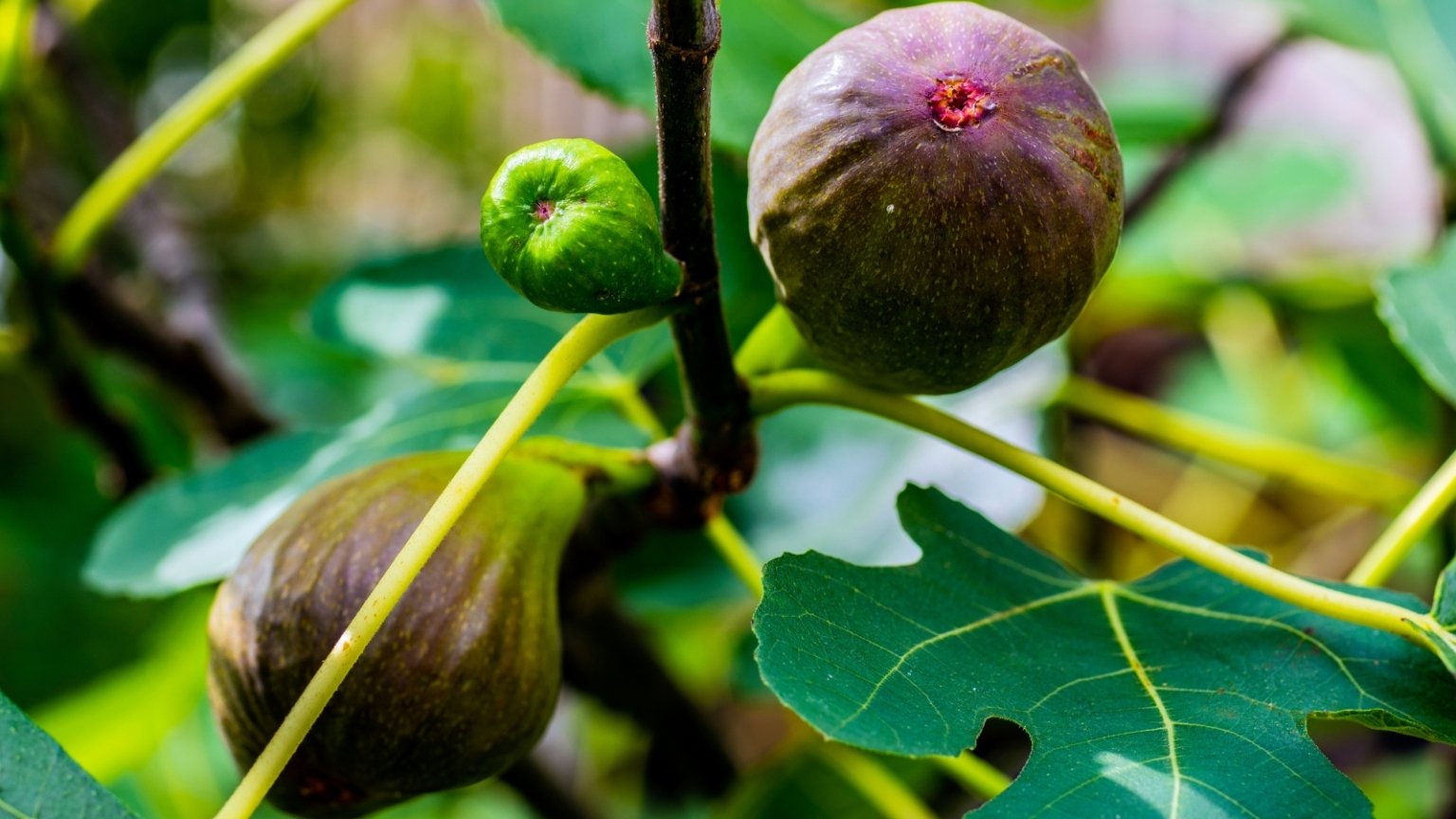 15 Fruit Trees to Plant this Spring