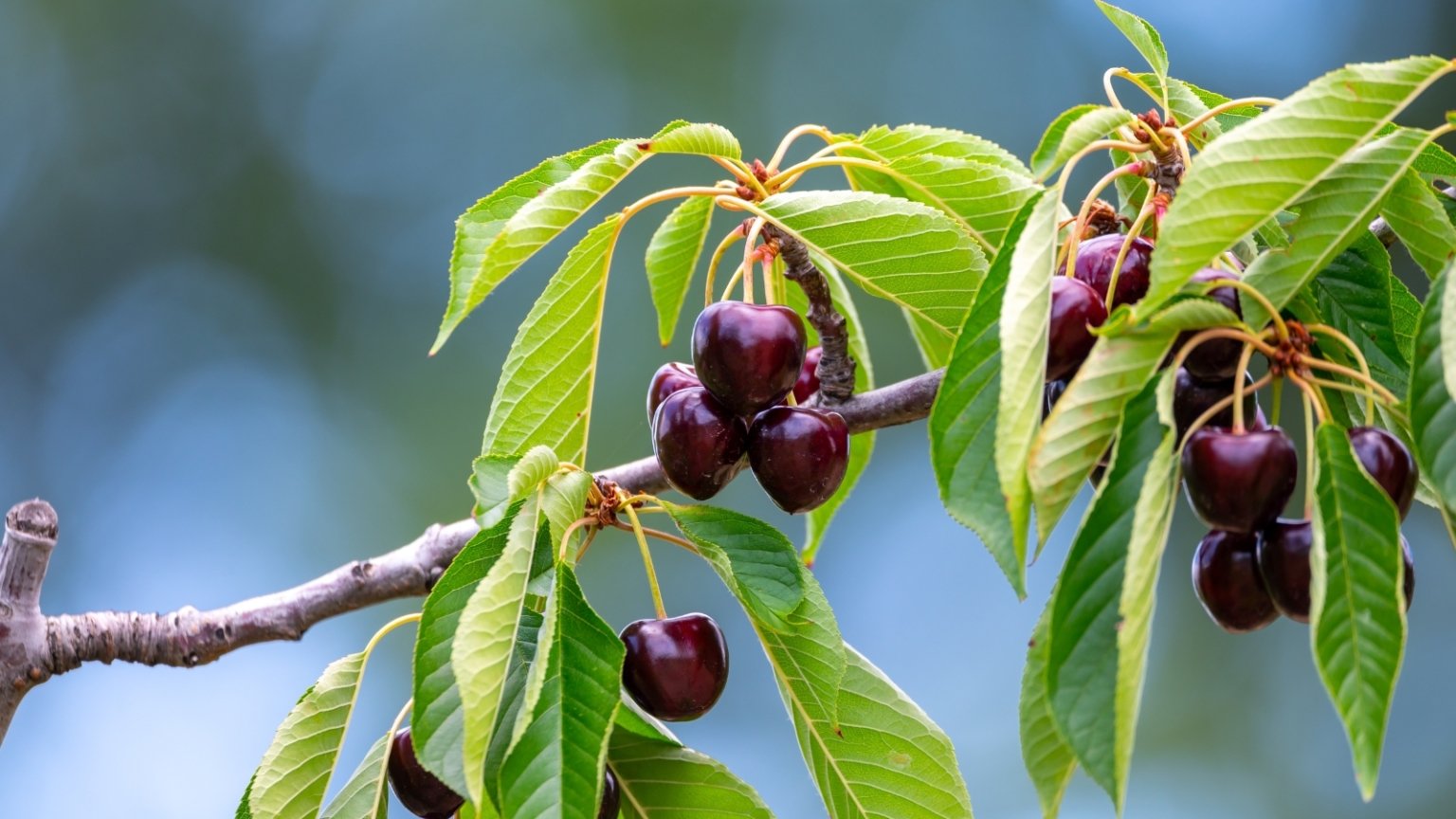 15 Fruit Trees to Plant this Spring