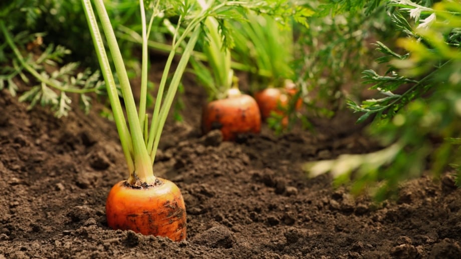 13 Tricks for Amazing Carrots this Season