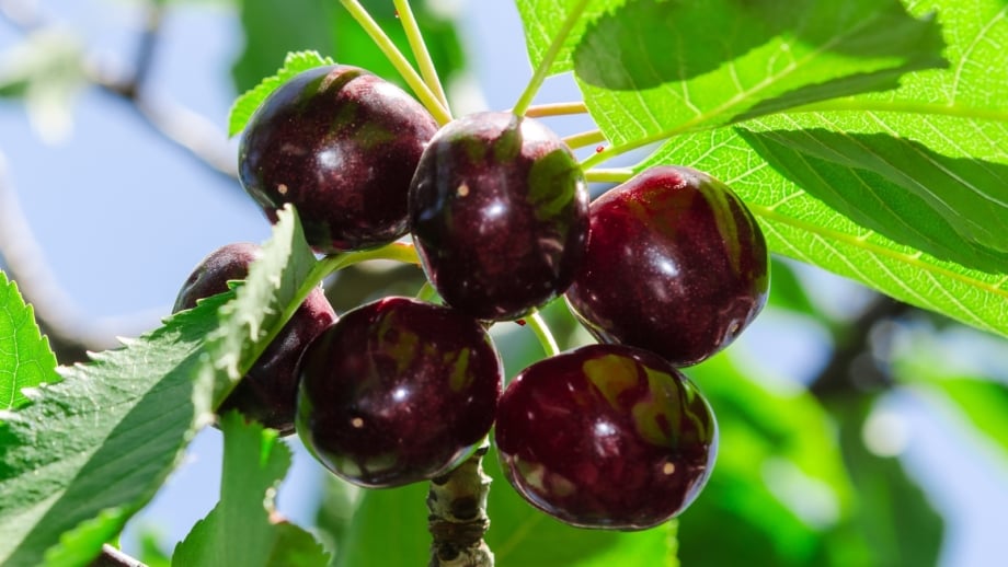 How to Plant, Grow, and Care for ‘Black Tartarian’ Cherry Trees