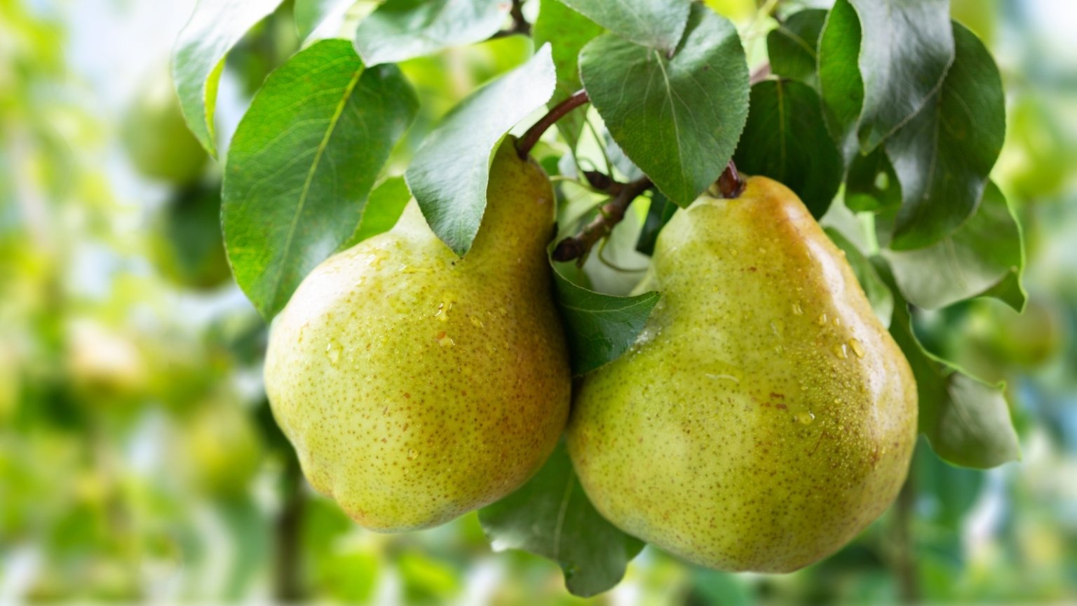 15 Fruit Trees to Plant this Spring