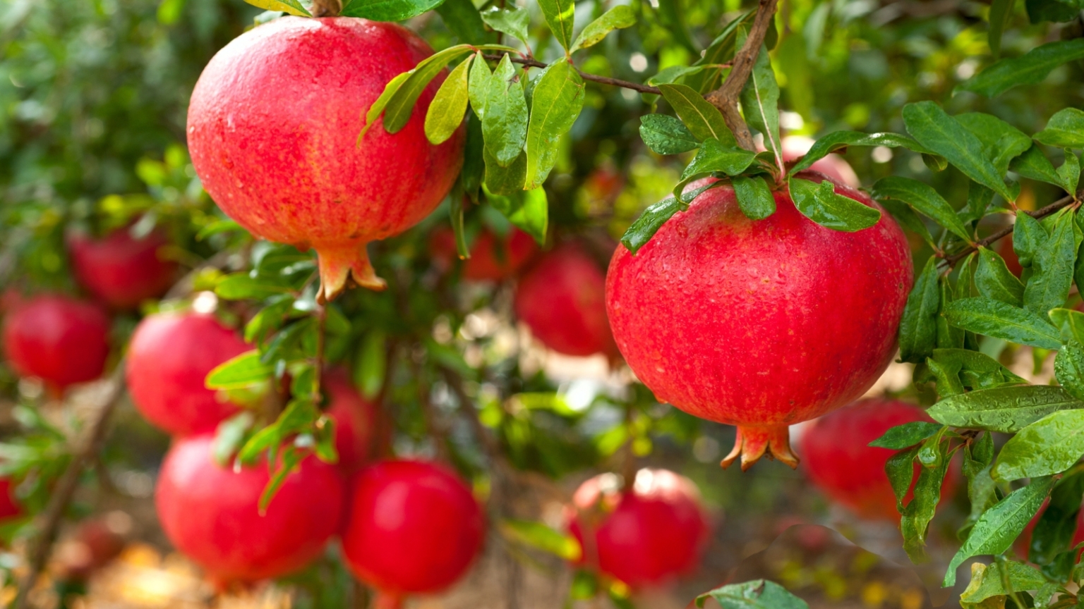 15 Fruit Trees to Plant this Spring
