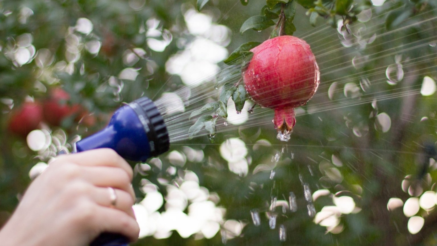 How to Plant, Grow, and Care for 'Texas Pink' Pomegranate