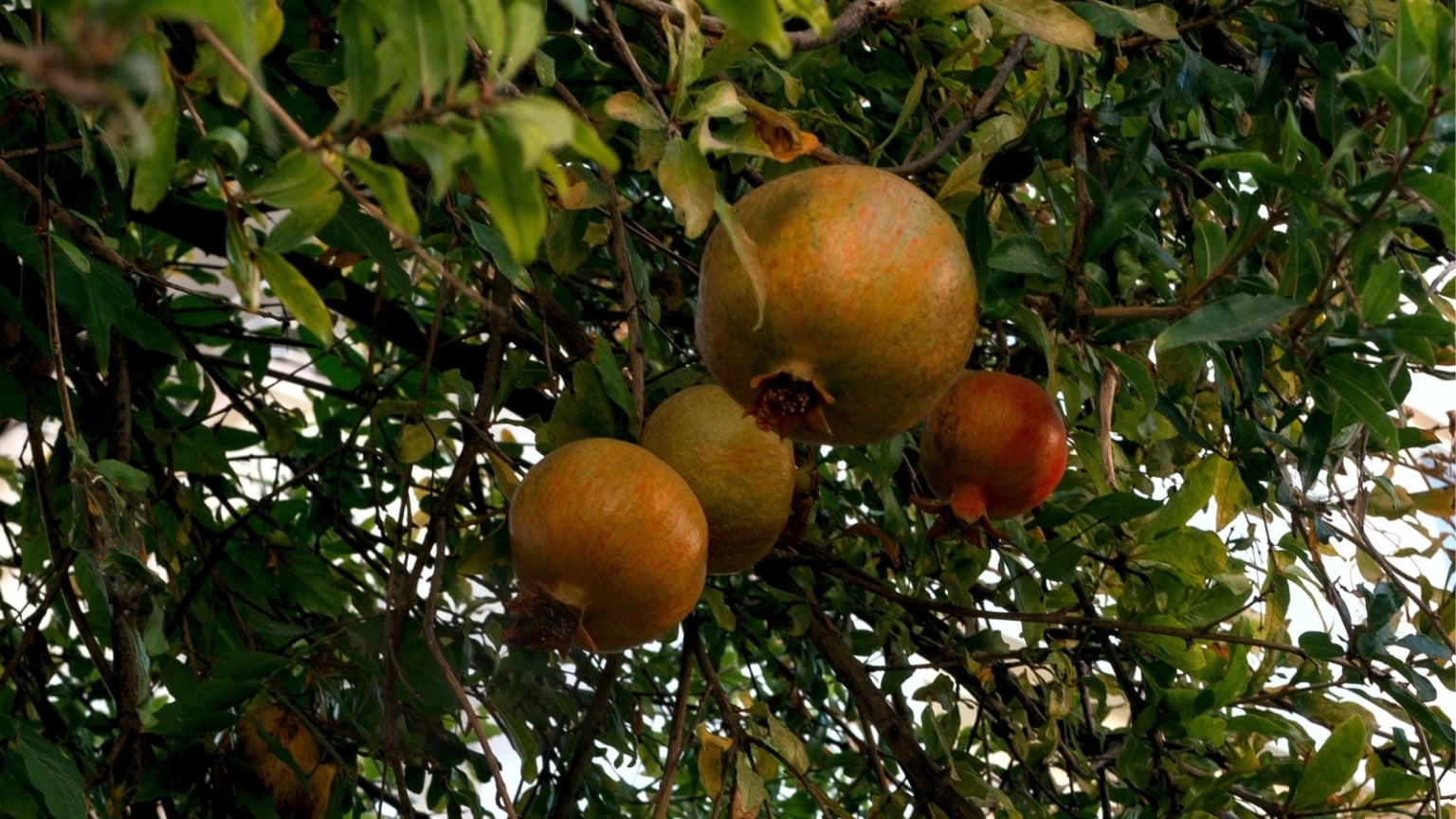 How to Plant, Grow, and Care for 'Wonderful' Pomegranate