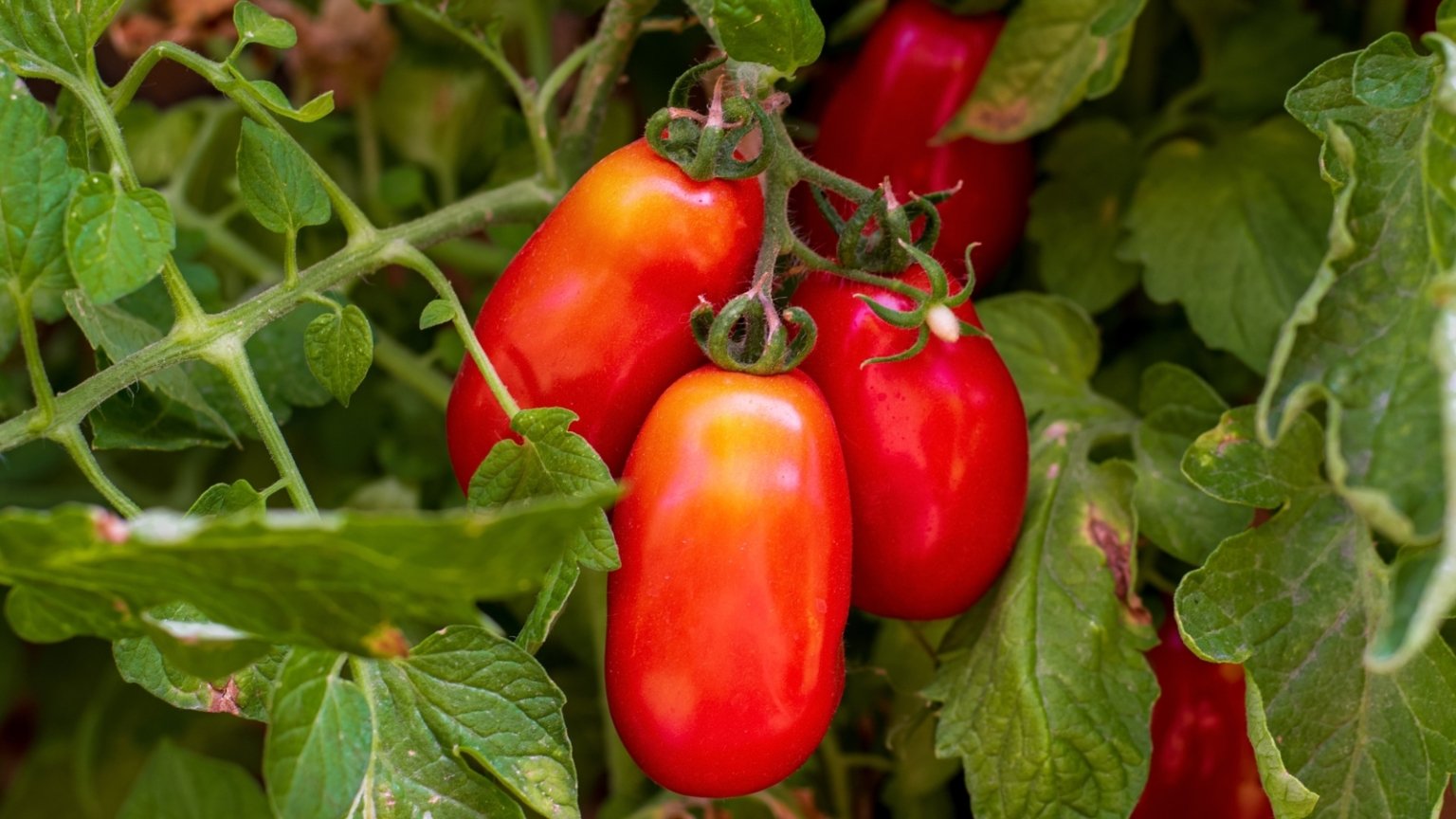 21 Best Heirloom Tomato Varieties For Your Garden