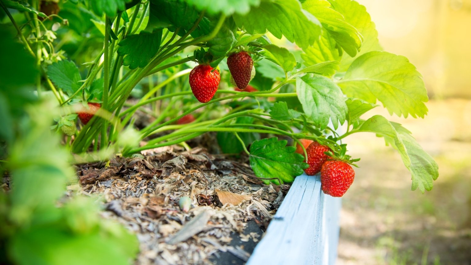 How to Design a Kitchen Garden: French Potager