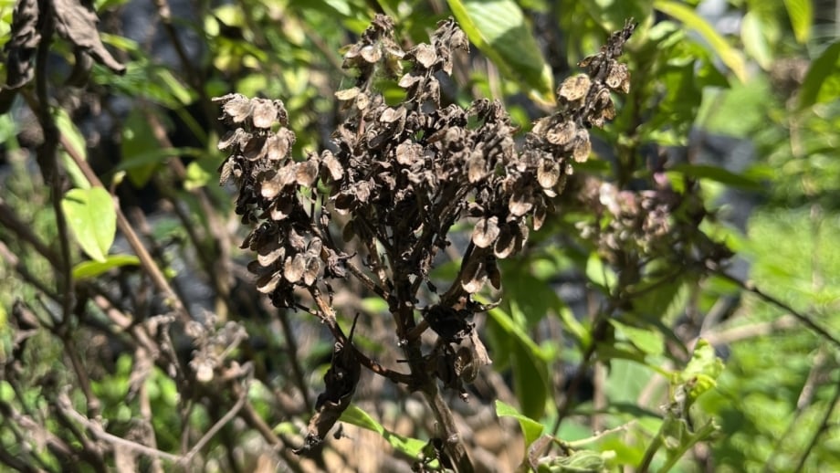 How to Identify, Treat, and Prevent Crown Rot