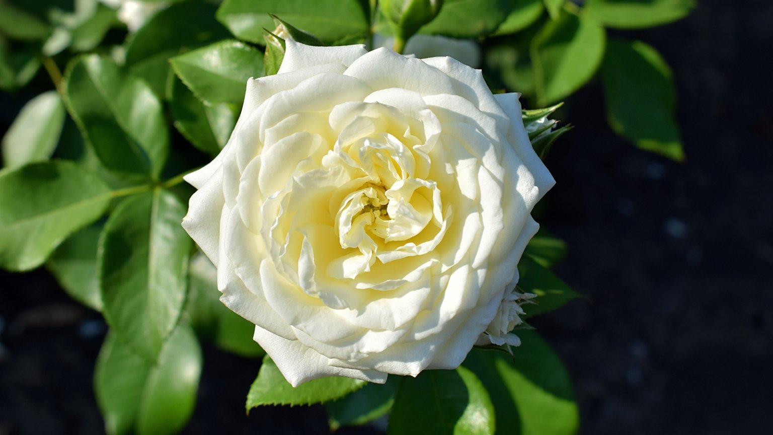 19 Gorgeous Garden Roses to Plant This Mother’s Day