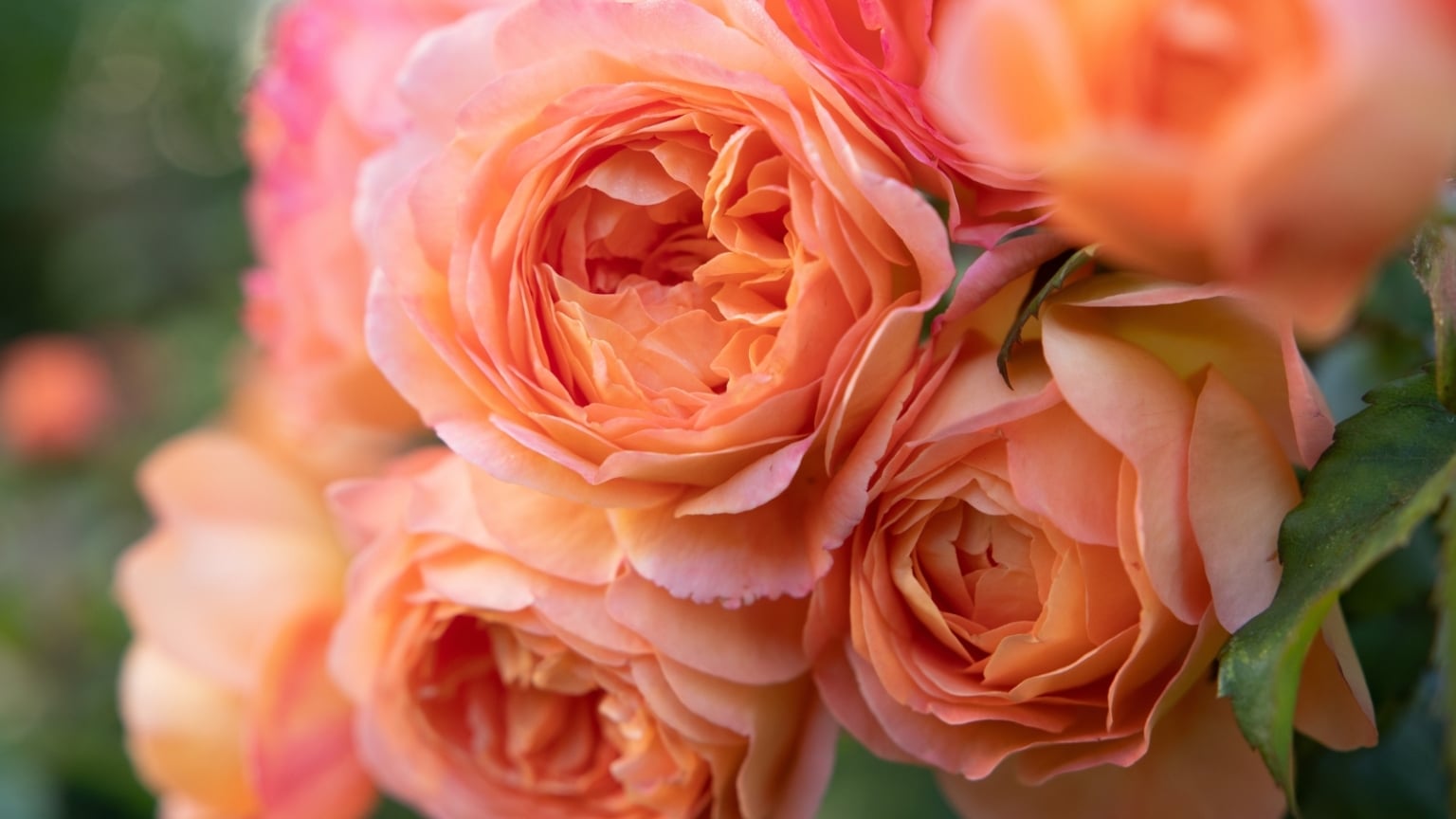 19 Gorgeous Garden Roses to Plant This Mother’s Day
