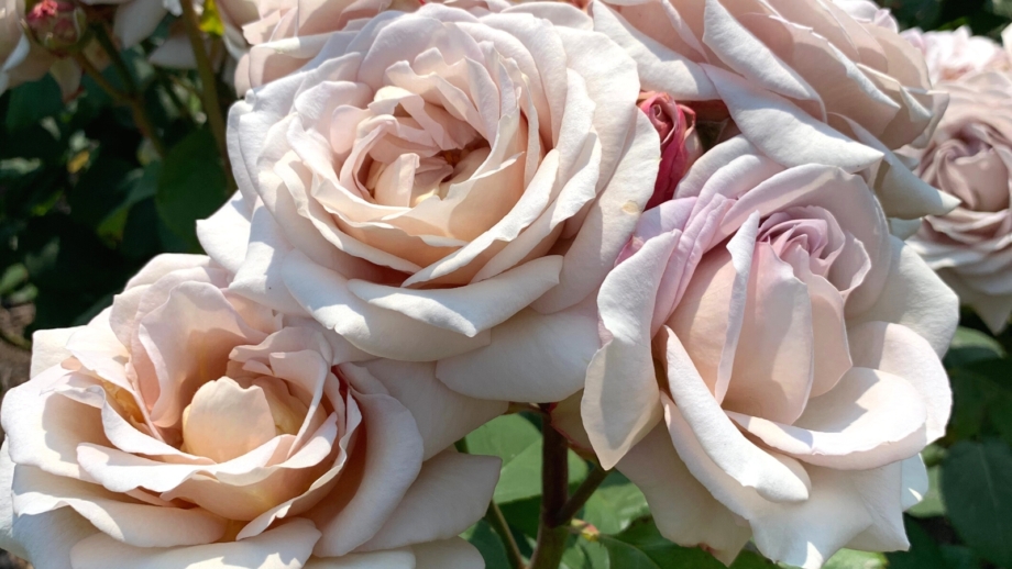 19 Gorgeous Garden Roses to Plant This Mother’s Day