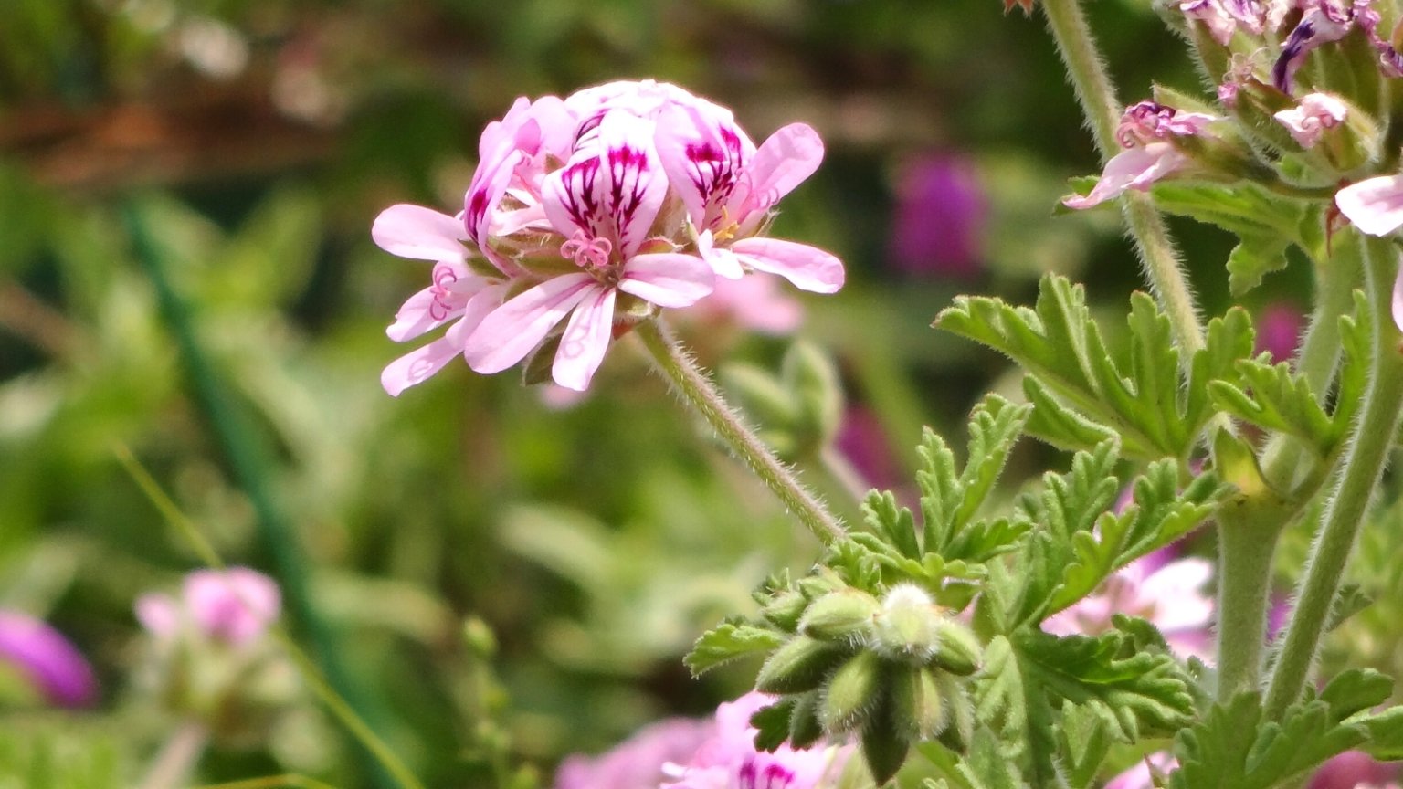 How to Plant, Grow, and Care for Scented-Leaved Geraniums