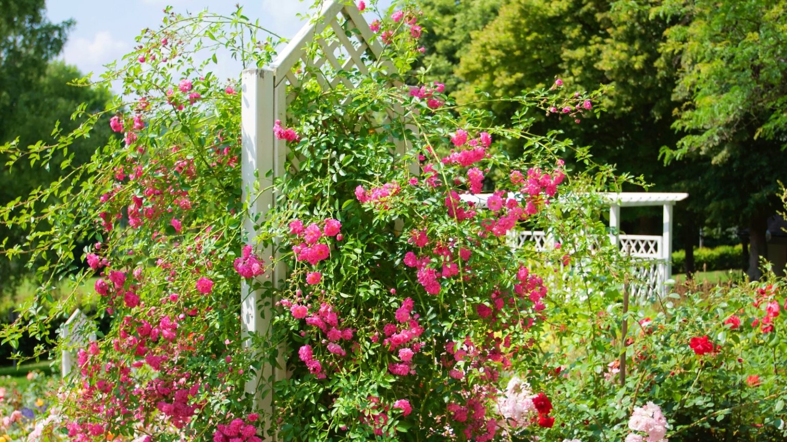 How to Train Climbing Roses