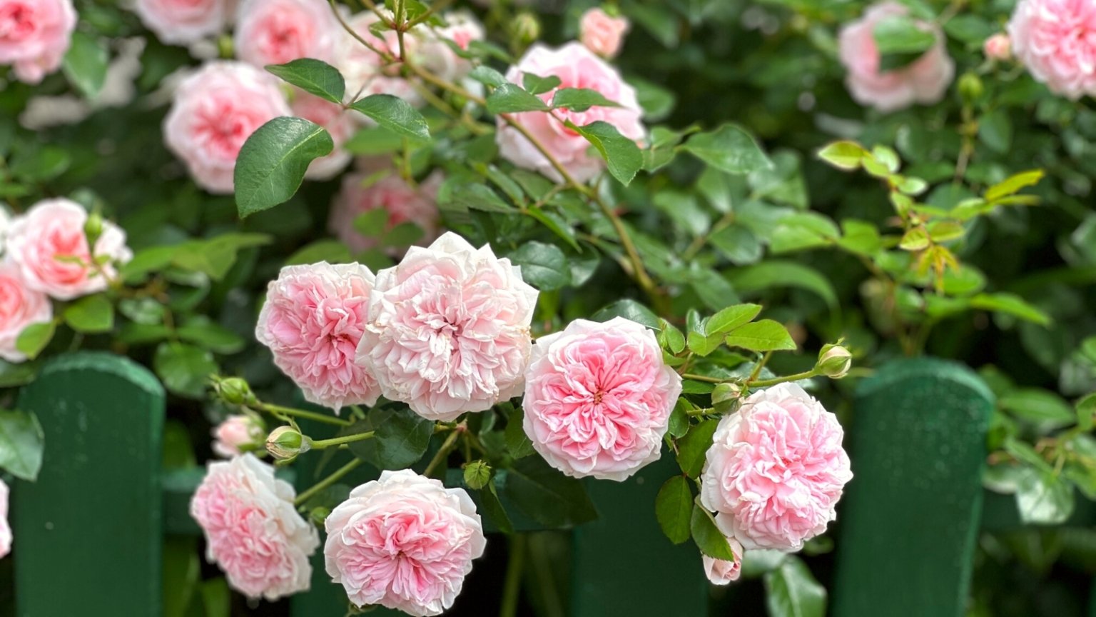 How to Plant, Grow, and Care for Floribunda Roses