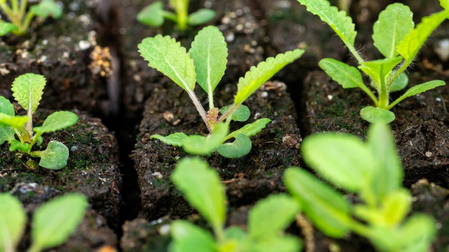 3 Seed-Starting Methods Compared: Which Technique is Best for You?