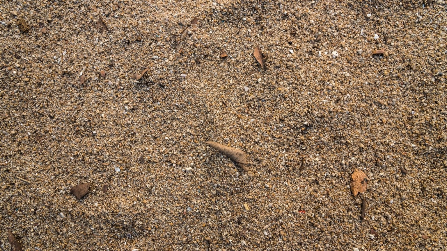 How to Plant, Grow, and Care For Tuberose