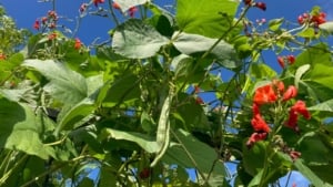 How to Plant, Grow, and Care For Scarlet Runner Beans