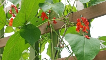 How to Plant, Grow, and Care For Scarlet Runner Beans