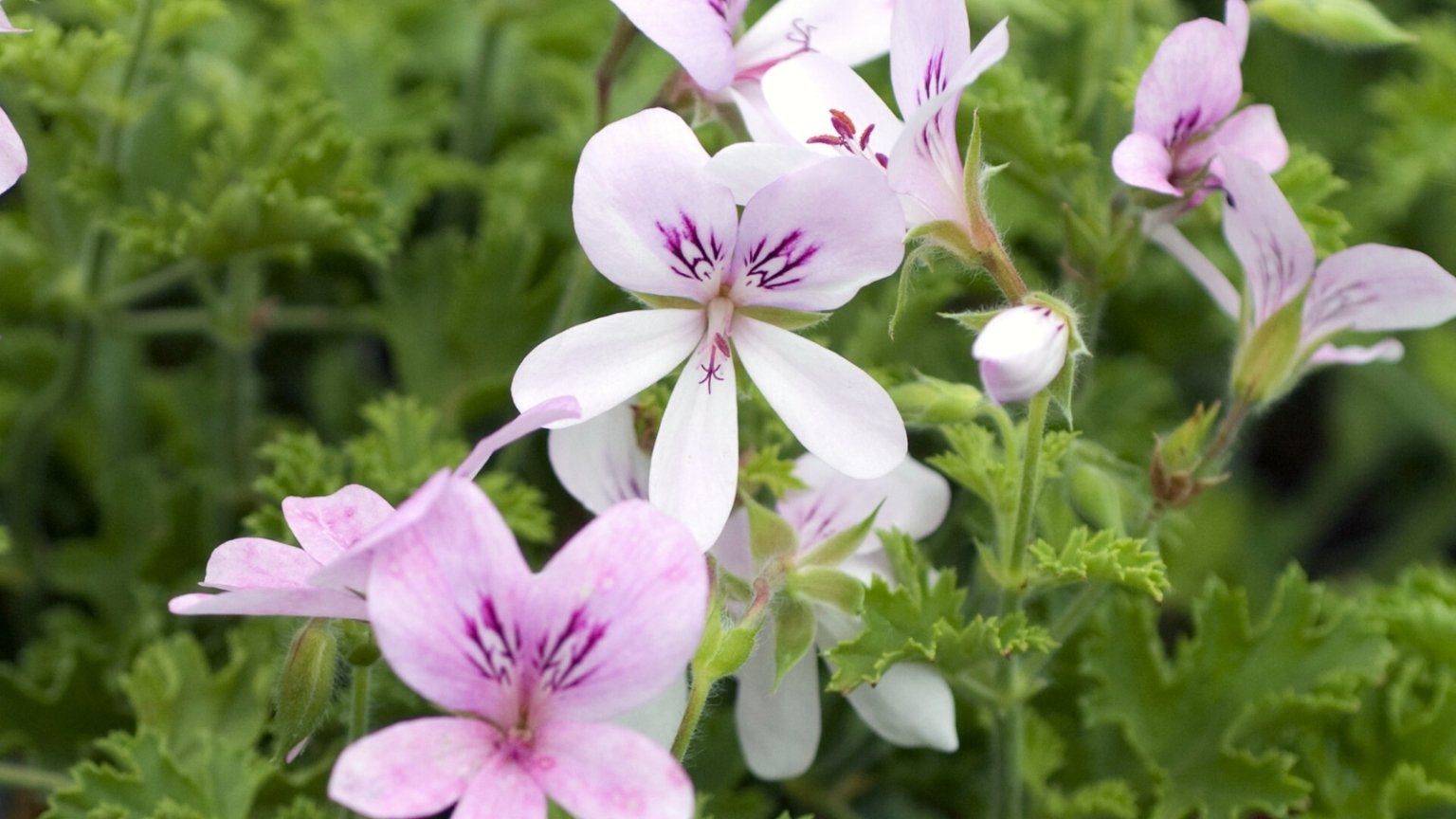 How to Plant, Grow, and Care for Scented-Leaved Geraniums
