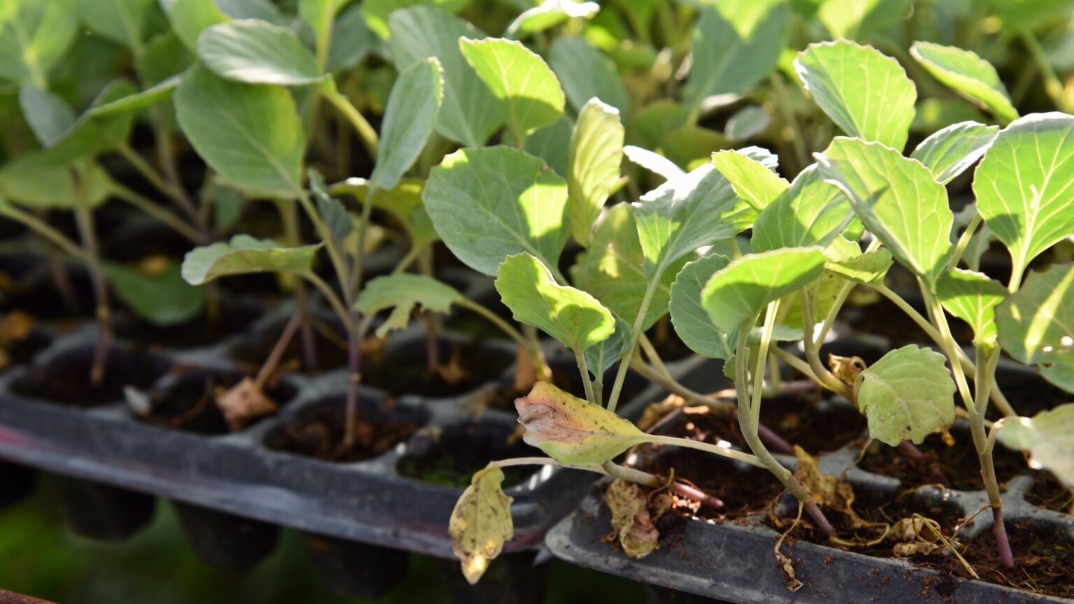 Seedlings Wilting? How to Control and Prevent Damping Off