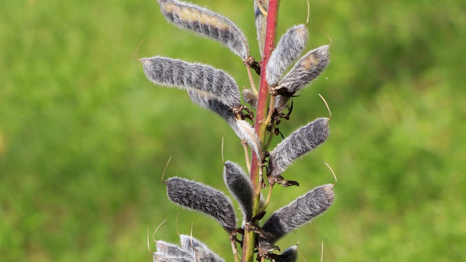 How to Plant, Grow, and Care for Texas Bluebonnets