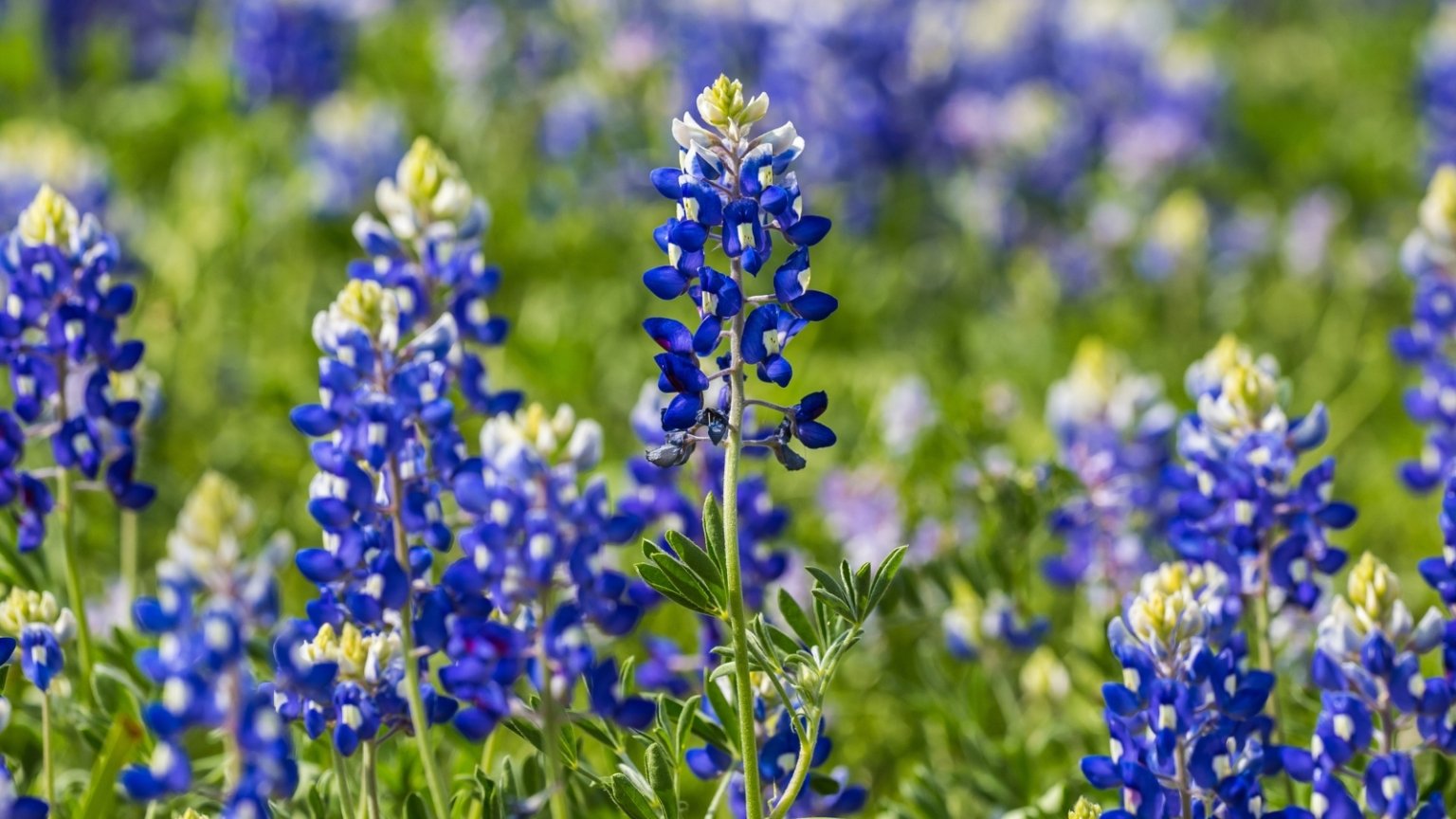 How to Plant, Grow, and Care for Texas Bluebonnets