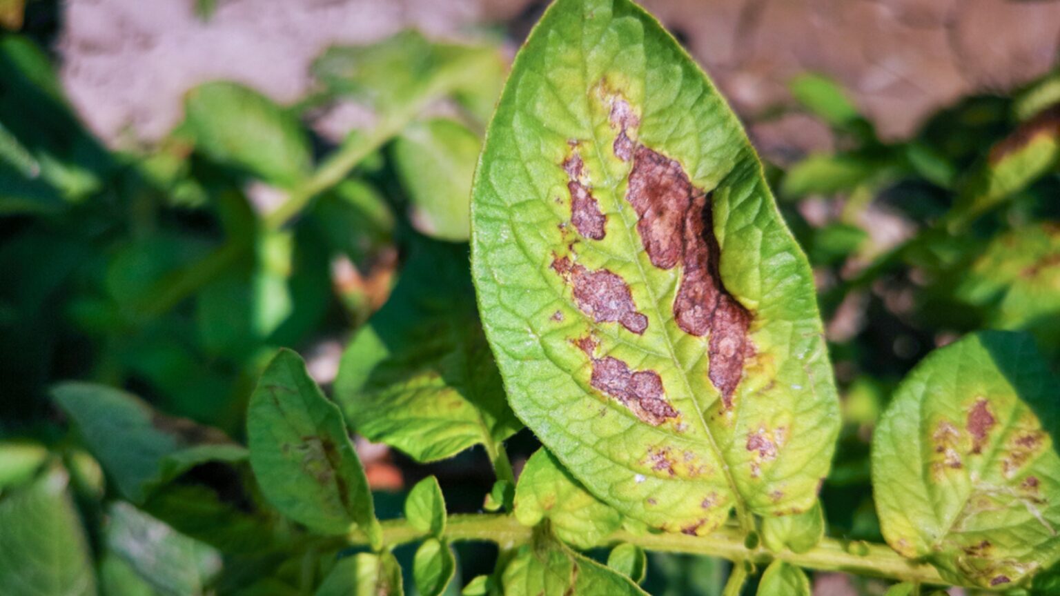 How to Identify and Treat Septoria Leaf Spot