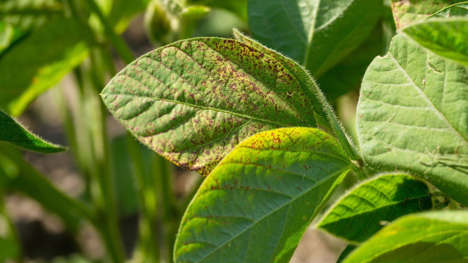 How to Identify and Treat Septoria Leaf Spot