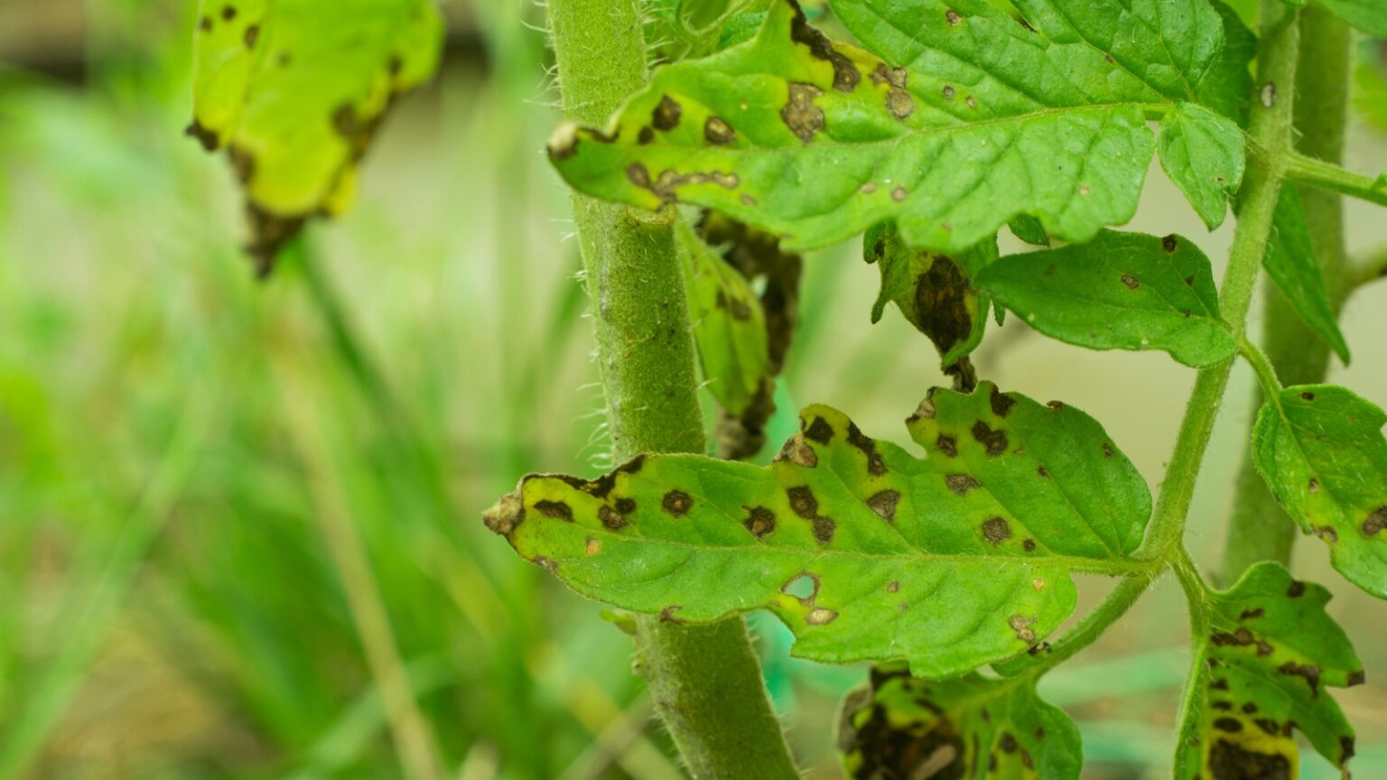How to Identify and Treat Septoria Leaf Spot