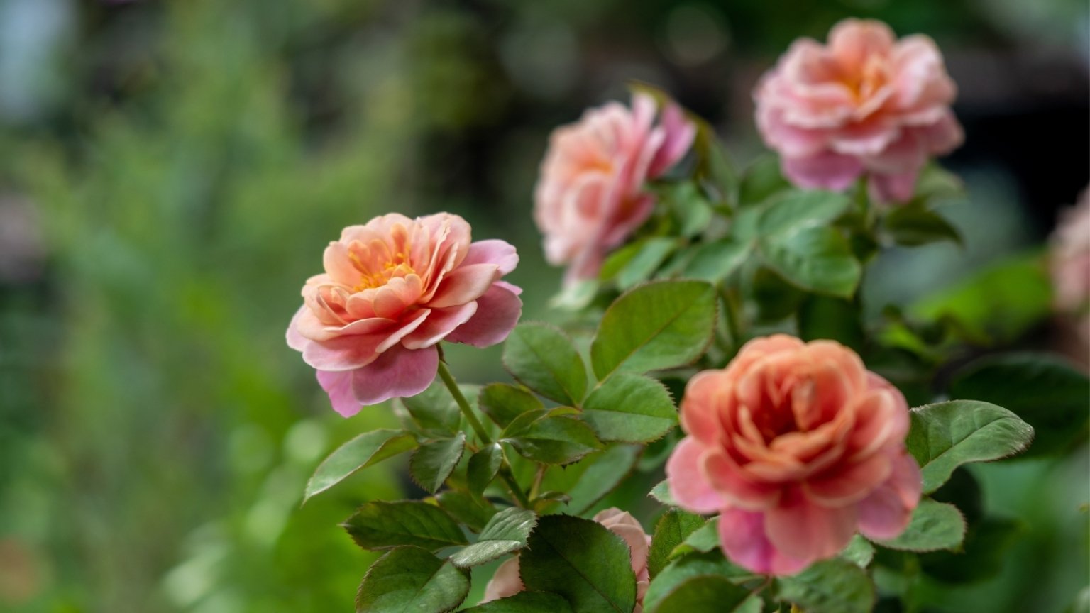 15 Recommended Floribunda Rose Varieties for the Home Garden