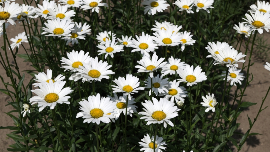 How to Plant, Grow, and Care for Shasta Daisies
