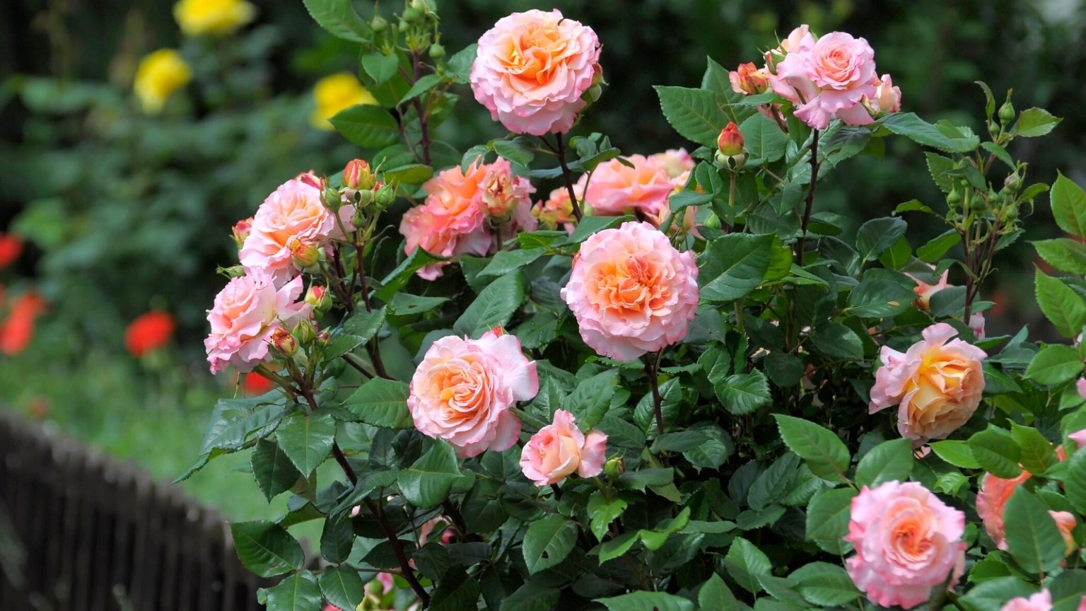 How to Plant, Grow, and Care for Floribunda Roses