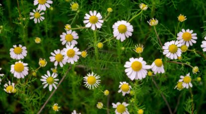How to Plant, Grow, and Care For Chamomile