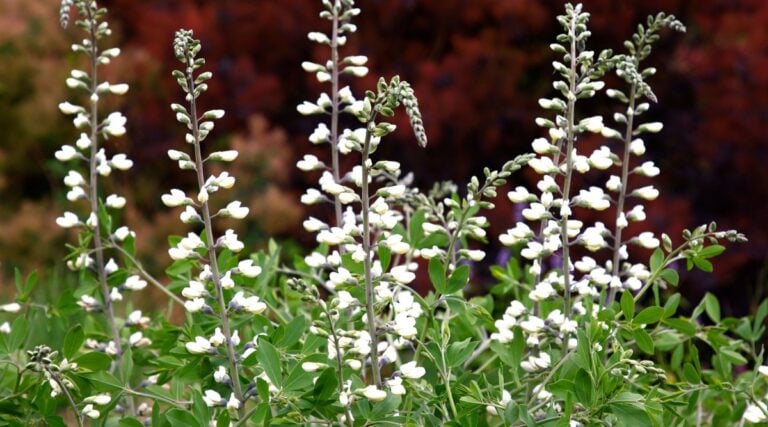 15 Beautiful Varieties of Baptisia for Your Garden