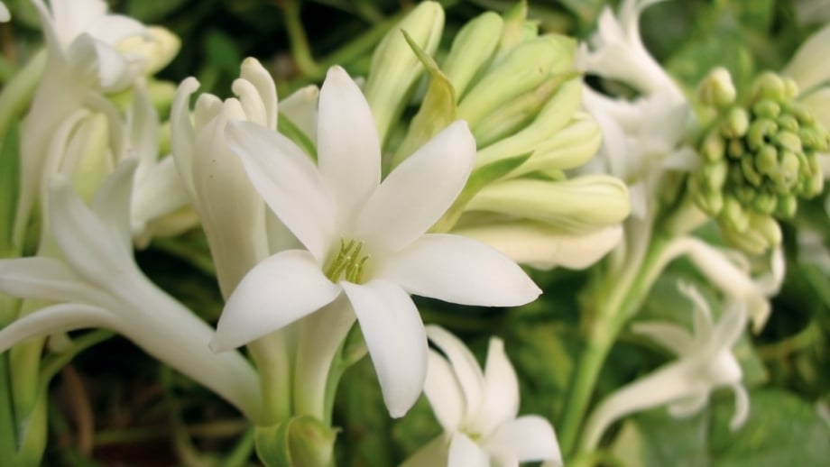How to Plant, Grow, and Care For Tuberose