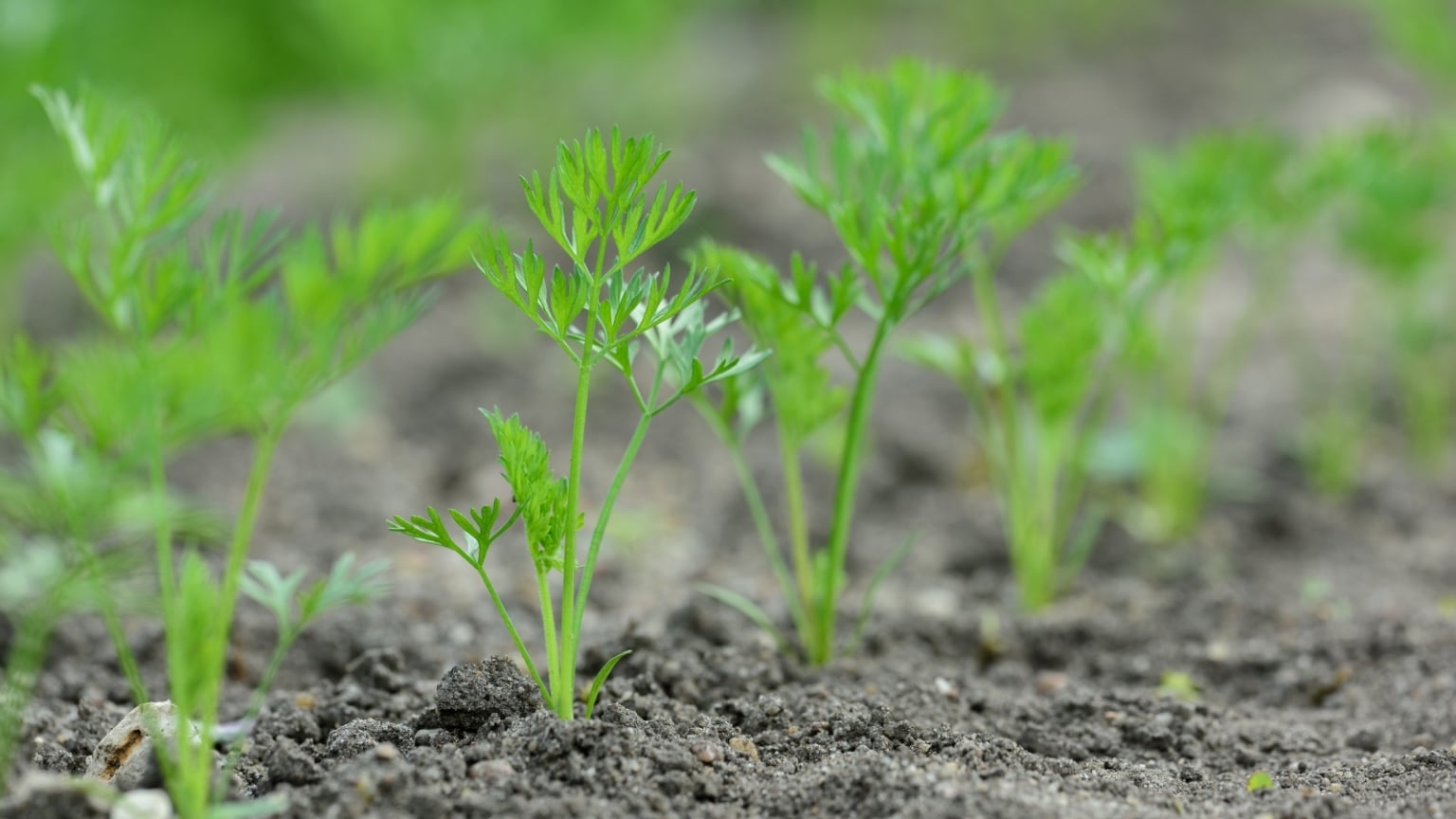 13 Tricks for Amazing Carrots this Season