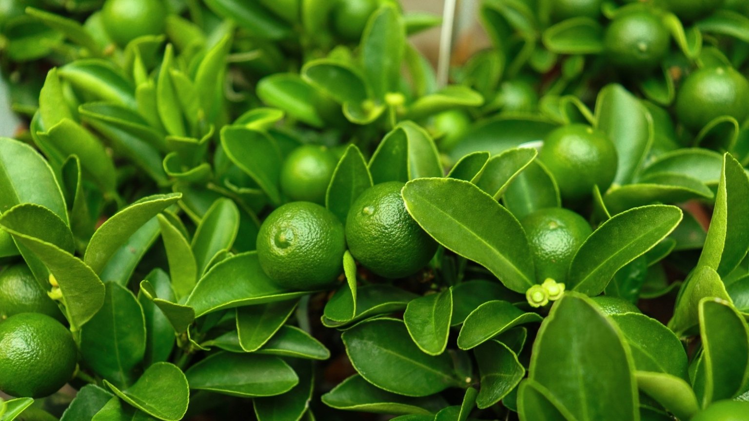How to Plant, Grow, and Care for Dwarf Lime Trees