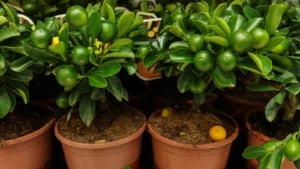How to Plant, Grow, and Care for Dwarf Lime Trees