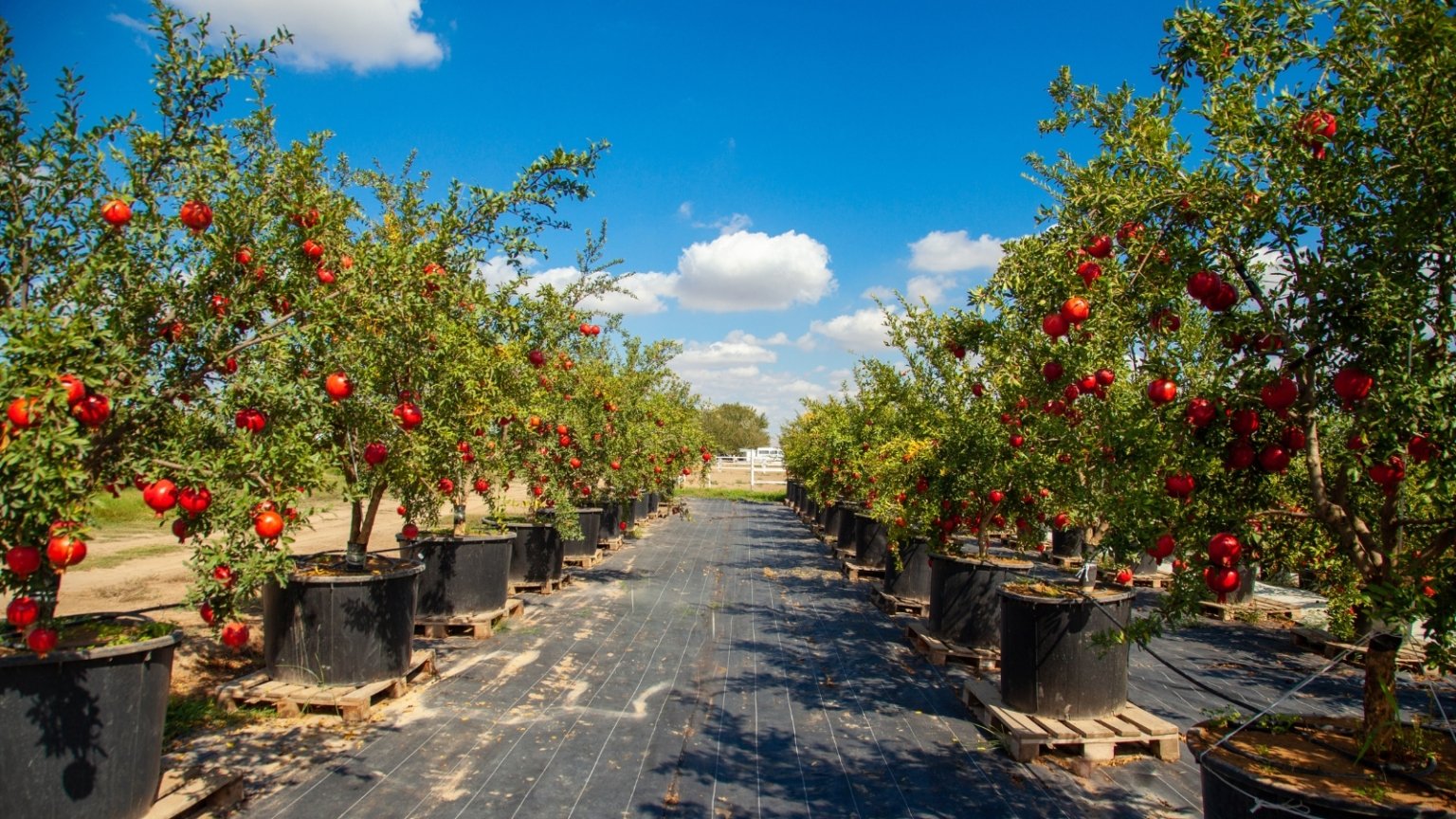 How to Plant, Grow, and Care for 'Texas Pink' Pomegranate