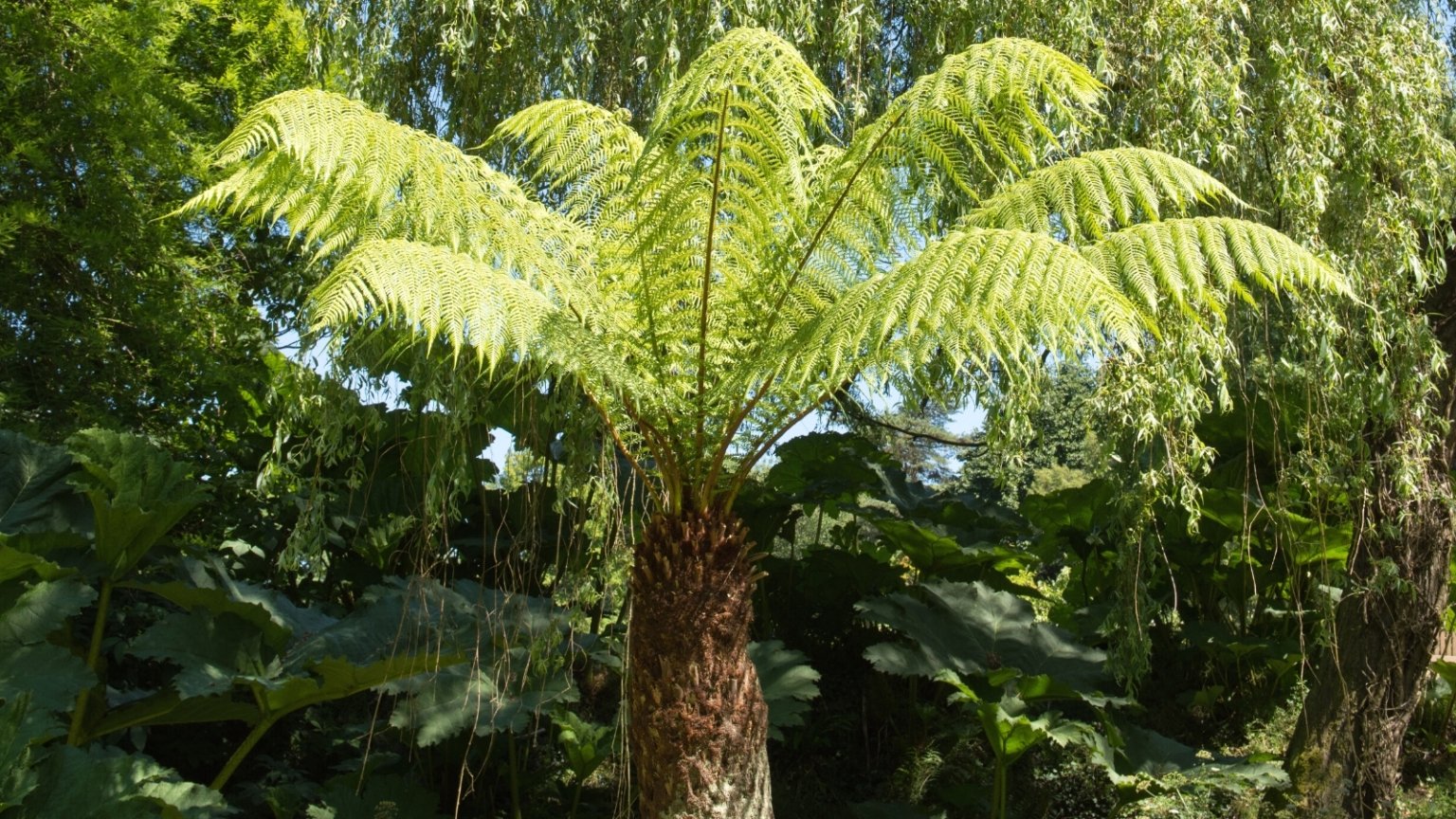 How to Plant, Grow, and Care for Tree Ferns
