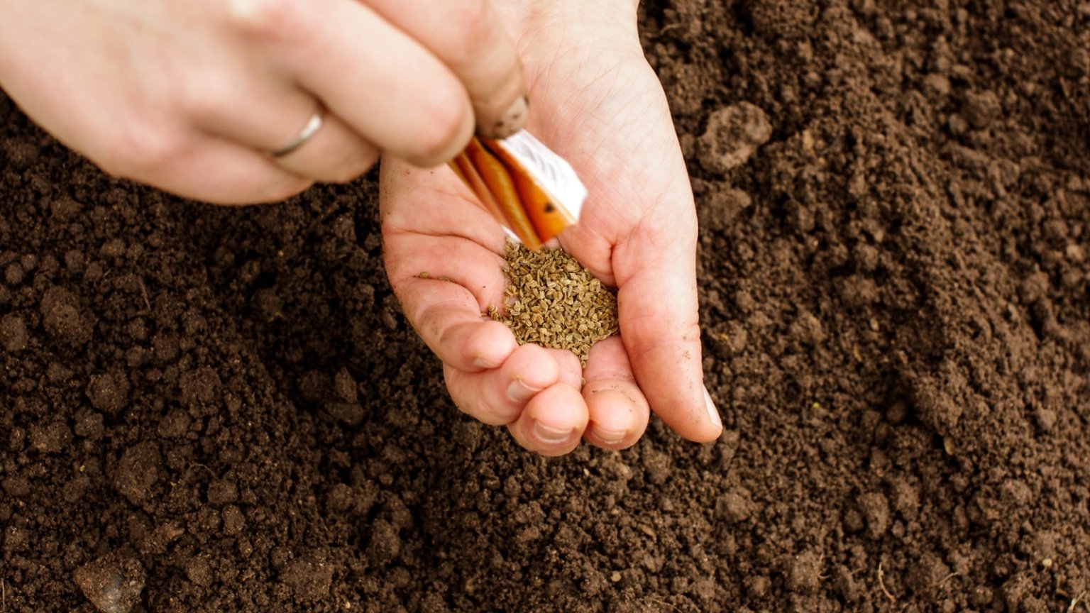 How to Identify, Control, and Prevent Carrot Fly