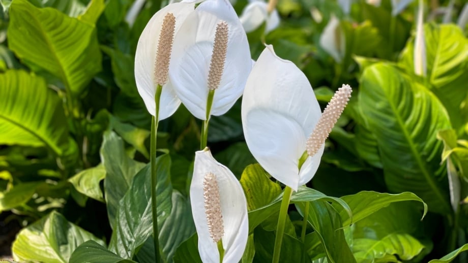 9 Tropical Plants With White Flowers