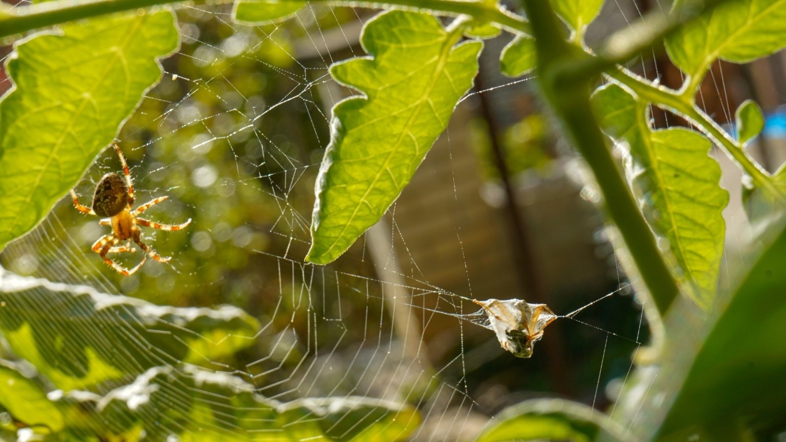 How Do Spiders Benefit the Garden?