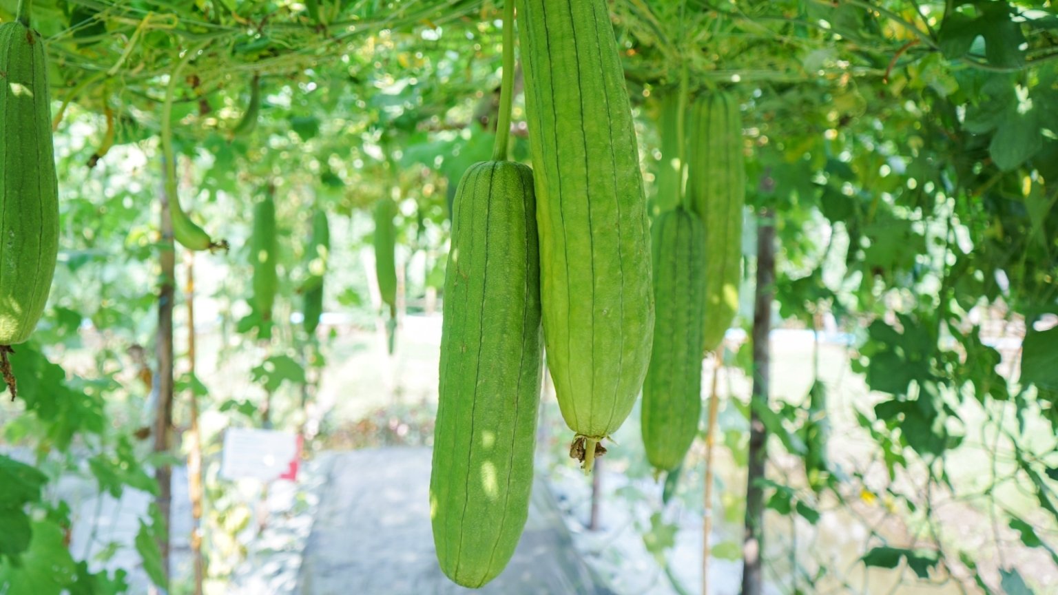 33 Asian Vegetables, Herbs, and Spices You Should Grow