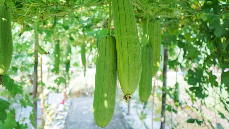 33 Asian Vegetables, Herbs, and Spices You Should Grow